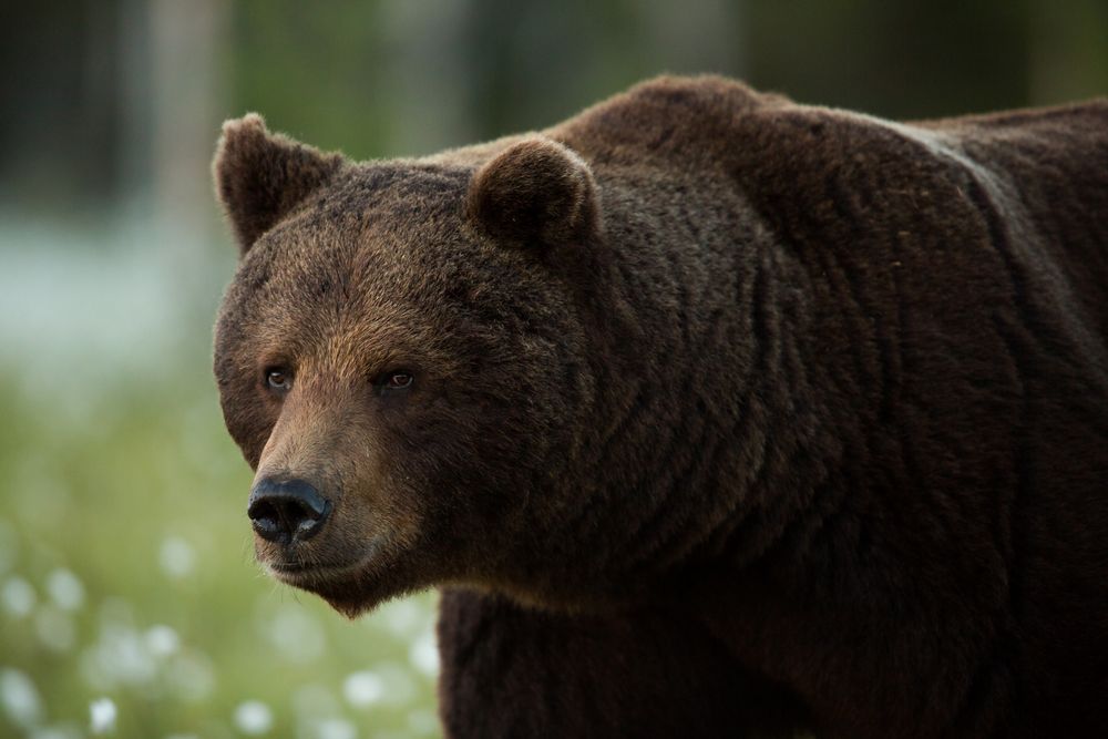 Le fauve photo et image | animaux, animaux sauvages, mammifères Images ...