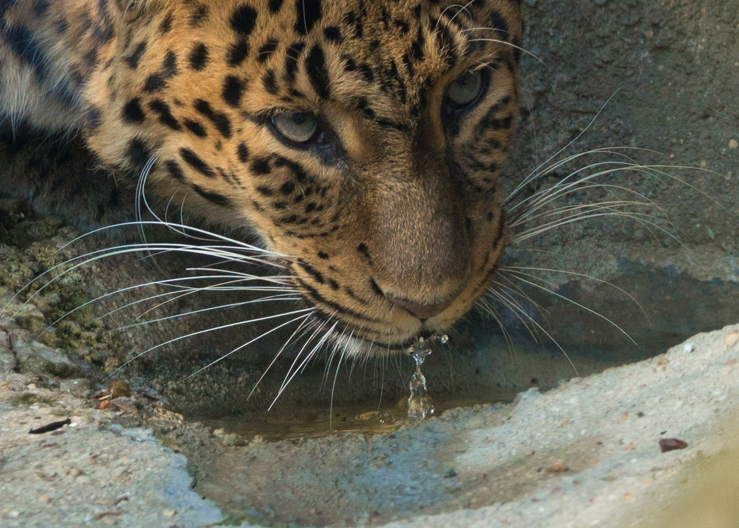 Le félin boit photo et image | nature Images fotocommunity