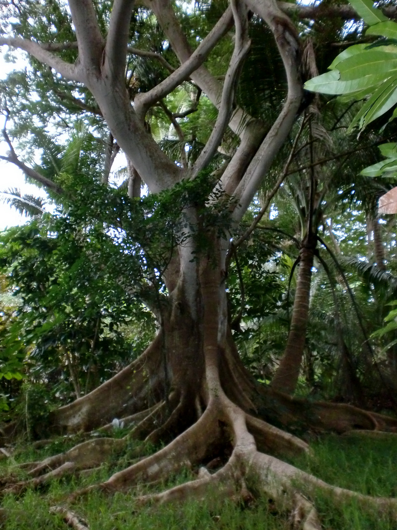 Le figuier étrangleur photo et image | arbres, nouvelle-calédonie ...