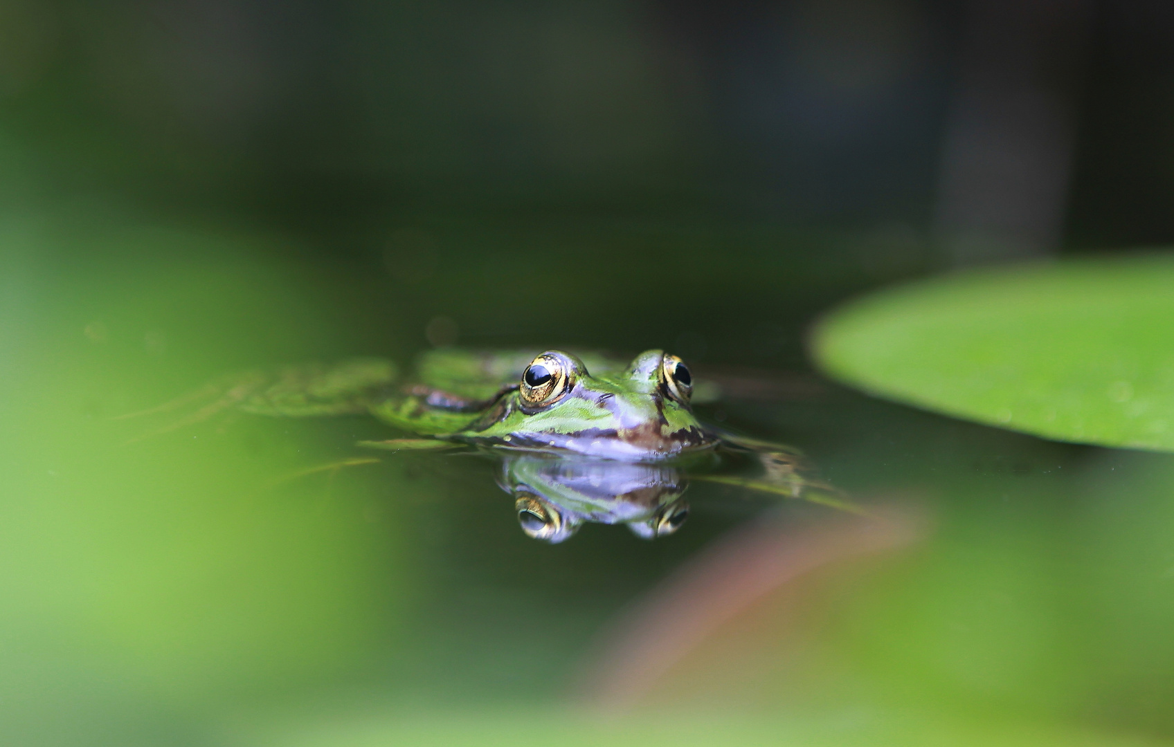 Le Frog Foto & Bild | teich, natur, tiere Bilder auf fotocommunity
