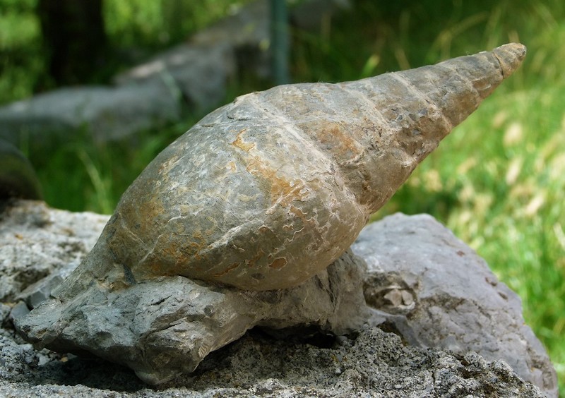 * le gastéropode fossilisé * photo et image | animations ...