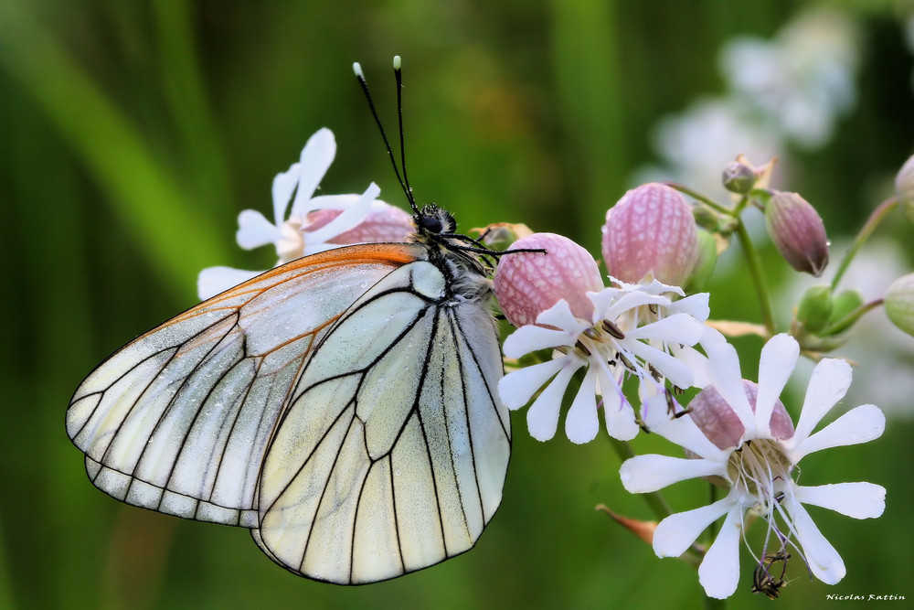 " Le gazé " photo et image | macro nature, macro insectes, papillons ...