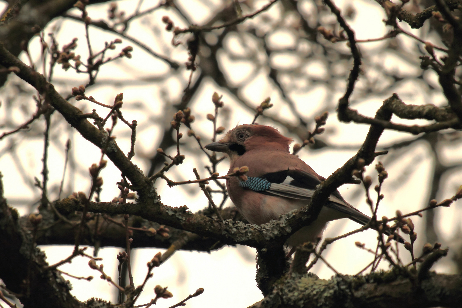 le Geai photo et image | animaux, animaux sauvages, oiseaux Images ...