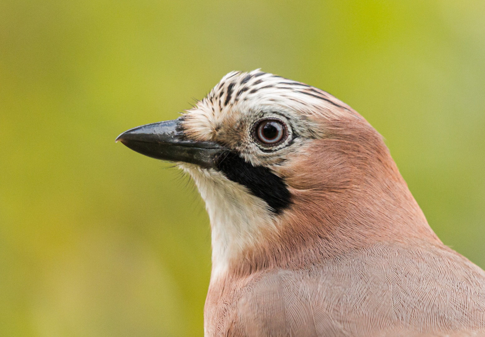 Le Geai des chênes photo et image | animaux, animaux sauvages, oiseaux ...