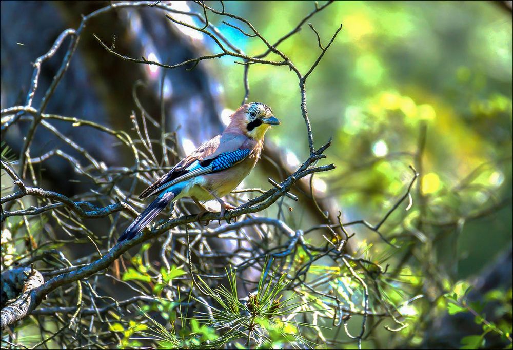 Le geai des chênes photo et image | animaux, animaux sauvages, oiseaux ...