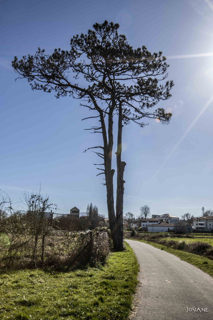 LE GEANT photo et image | nature, paysage, arbre Images fotocommunity