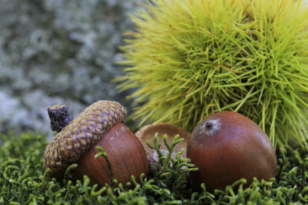 Le ghiande Foto % Immagini| macro e close up, macro fiori e piante ...