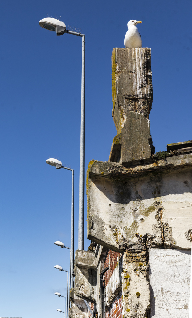 Le goélan veille... photo et image | animaux, oiseaux, mer Images ...