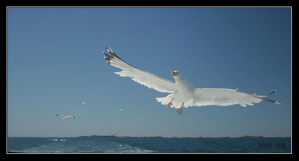 Le Goéland photo et image | animaux, animaux sauvages, oiseaux Images ...