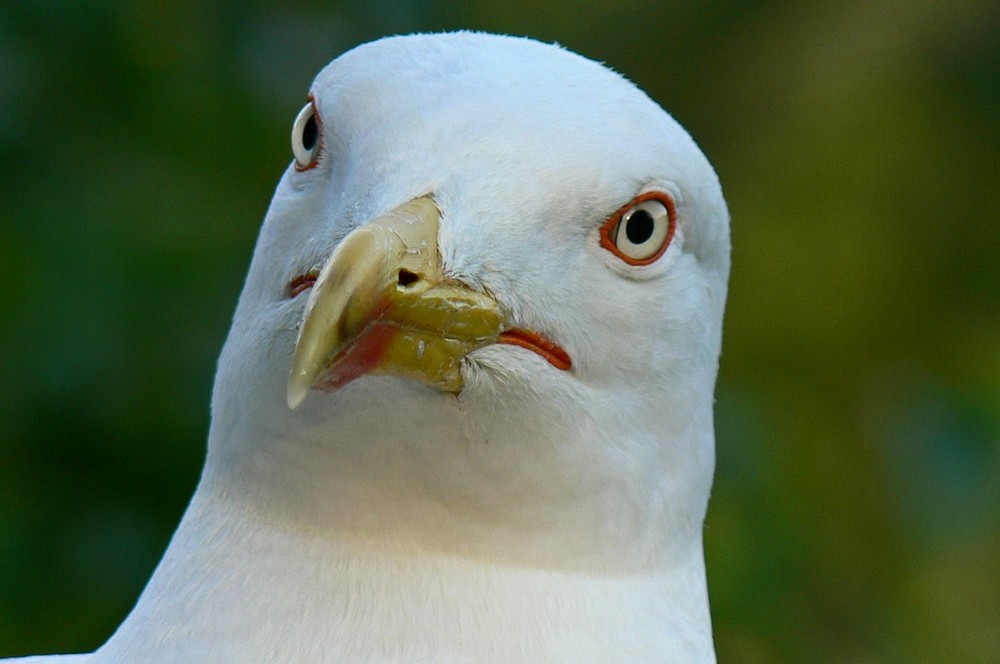 le Goeland photo et image | animaux, animaux sauvages, oiseaux Images ...
