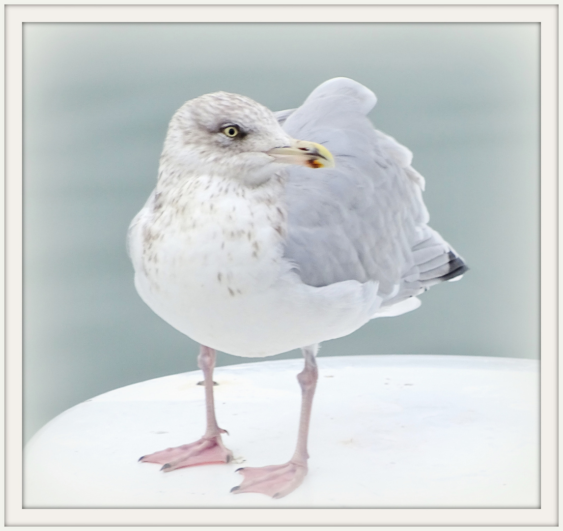 Le goêland photo et image | animaux, animaux sauvages, oiseaux Images ...