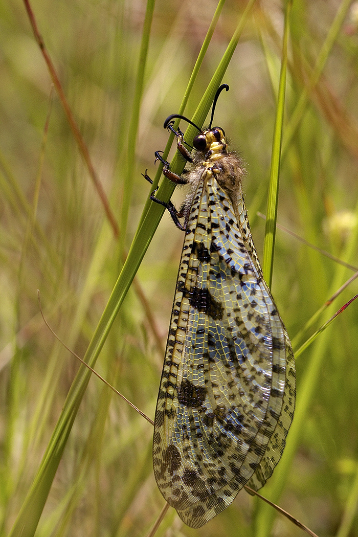 Le grand fourmilion photo et image | macro nature, macro insectes ...