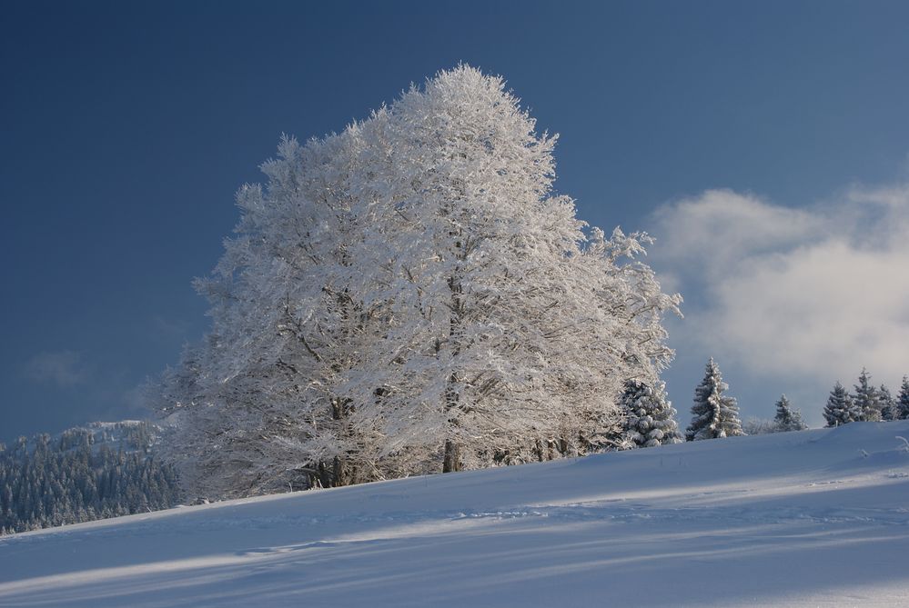 Le grand solitaire photo et image | les saisons, arbres, paysages ...