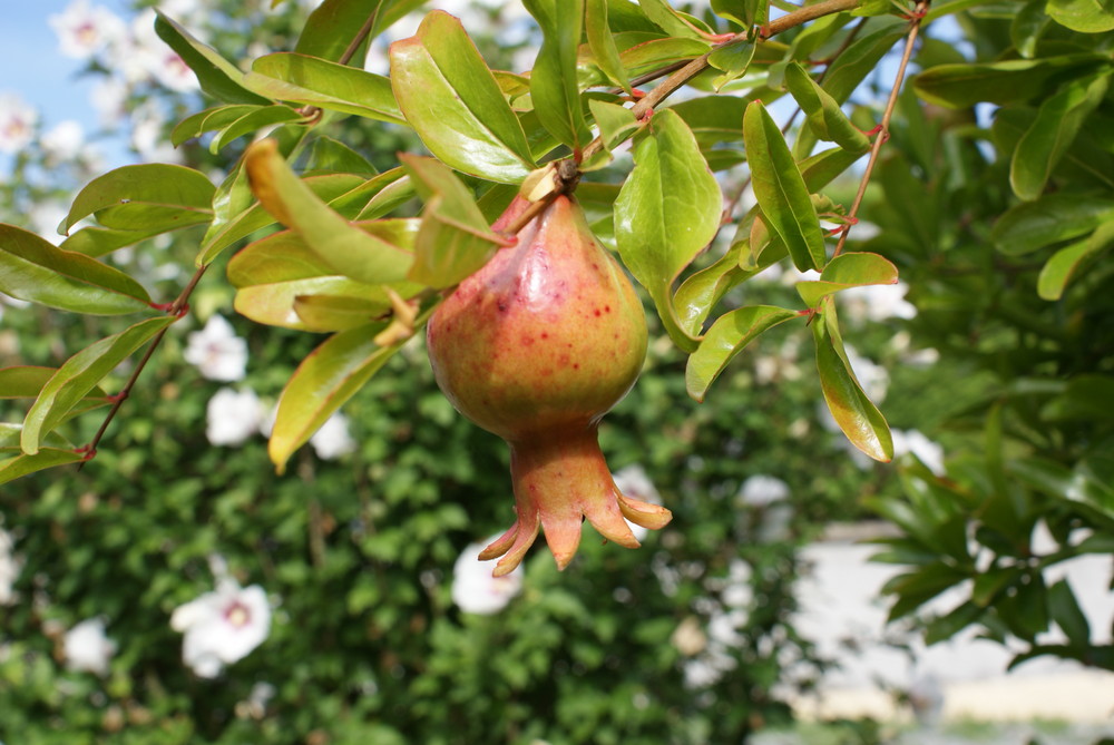 le grenadier photo et image | arbres, nature Images fotocommunity