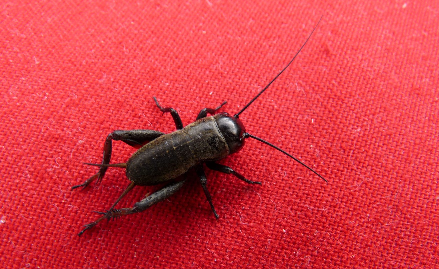 Le Grillon du foyer. photo et image | macro nature, macro insectes ...