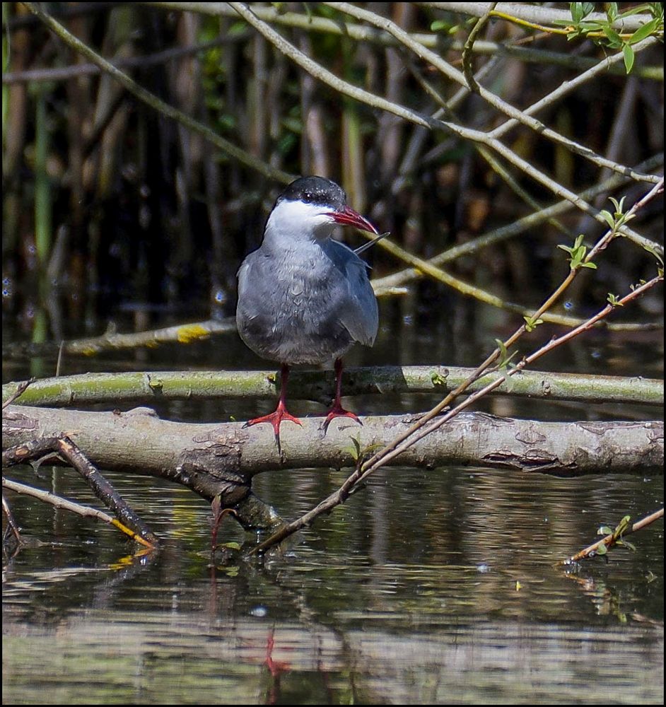 Le Guifette moustac photo et image | animaux, animaux sauvages, oiseaux ...
