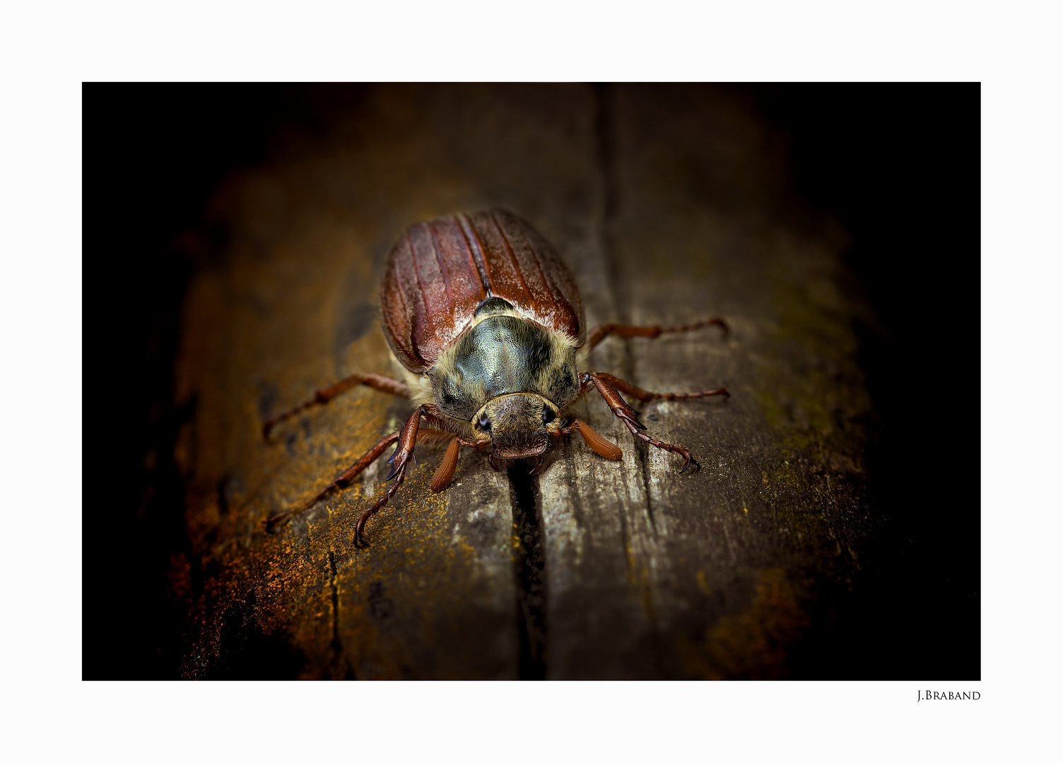 Le hanneton commun Foto & Bild | macro nature, macro insectes, galerie ...