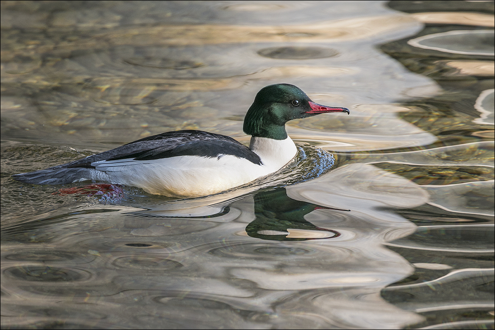 Le Harle bièvre ( mâle) photo et image | nature, palmipèdes, oiseaux ...