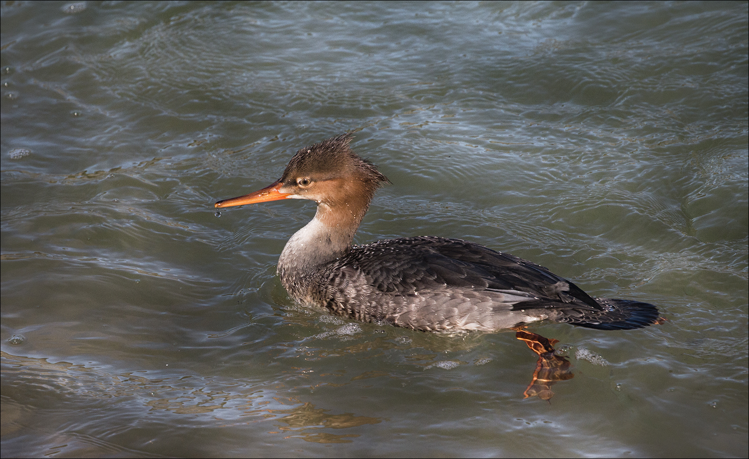 Le harle Huppé photo et image | nature, mer, cormoran Images fotocommunity
