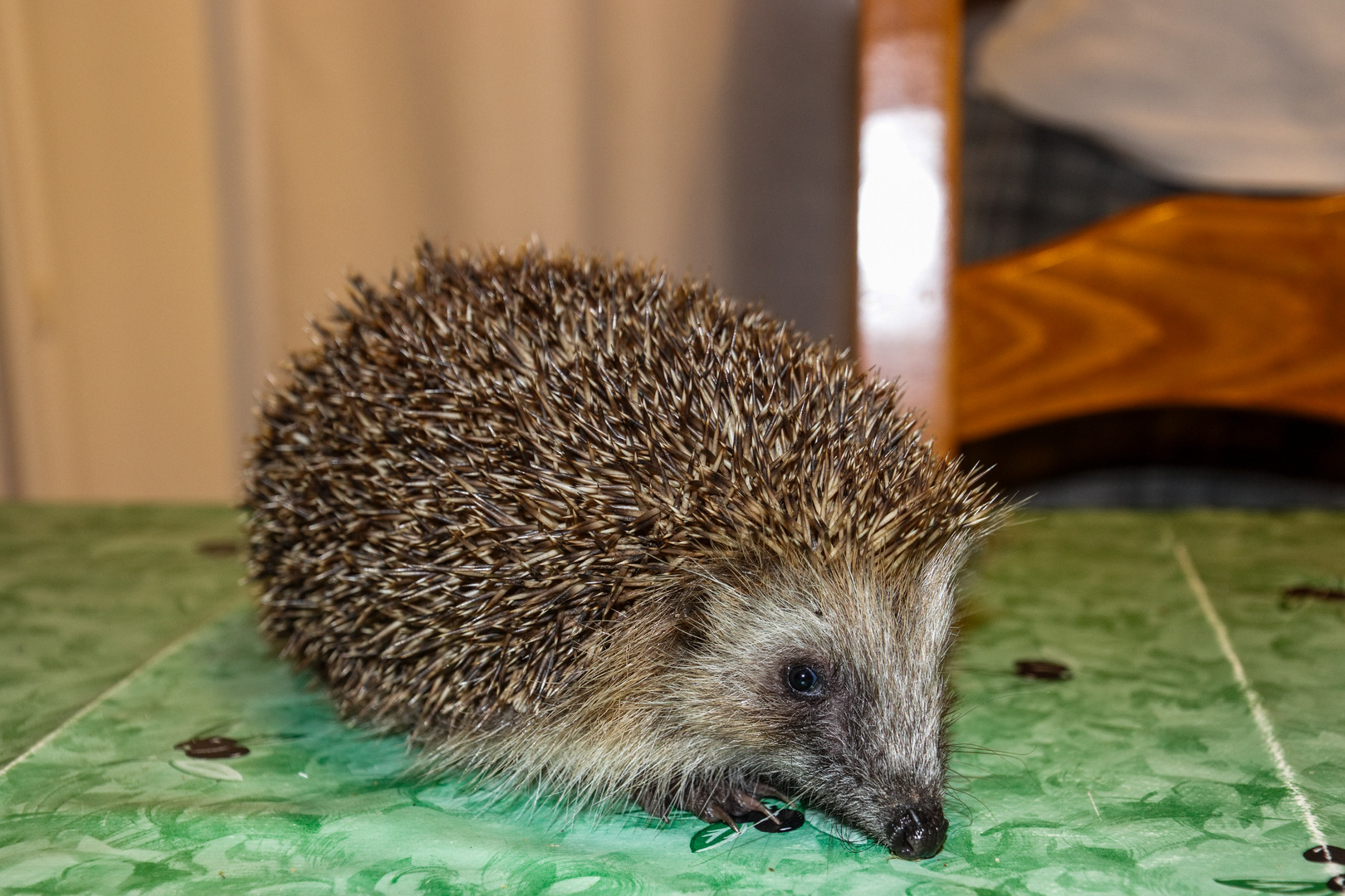 LE HERISSON photo et image | animaux, nature Images fotocommunity