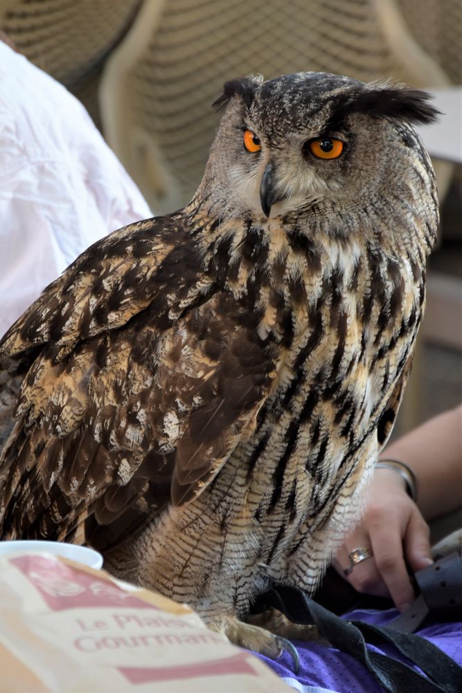 Le hibou photo et image | animaux, animaux sauvages, oiseaux Images ...