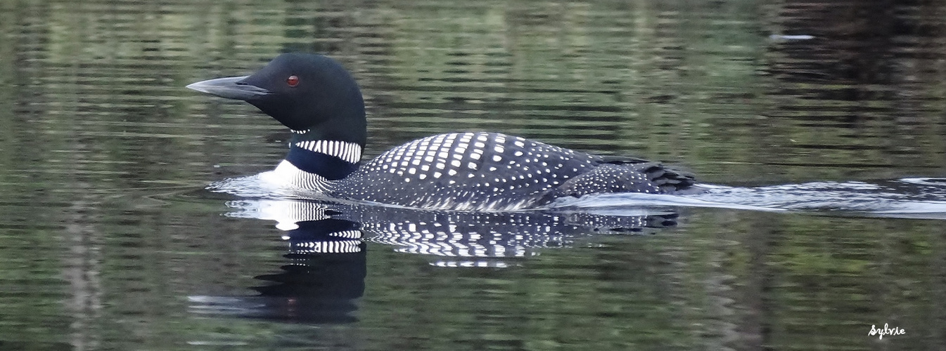 Le huard photo et image | animaux, animaux sauvages, oiseaux Images ...