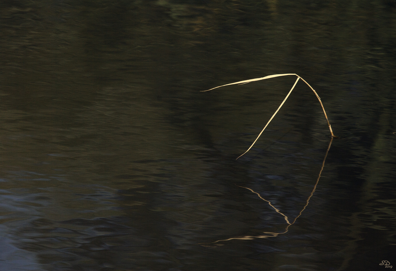 Le jonc sec . photo et image | paysages, animations photographiques ...