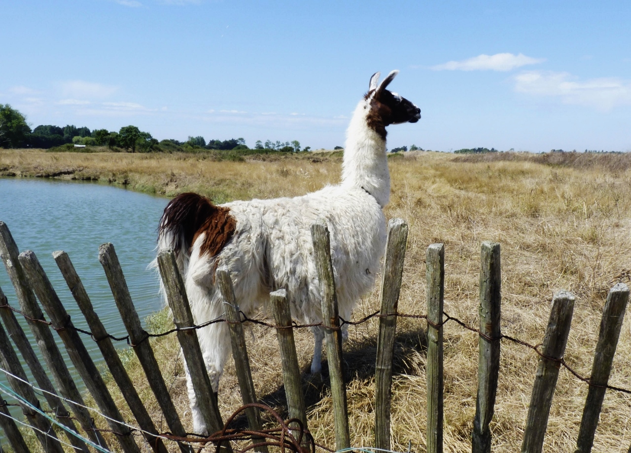 Le Lama photo et image | animaux, nature Images fotocommunity
