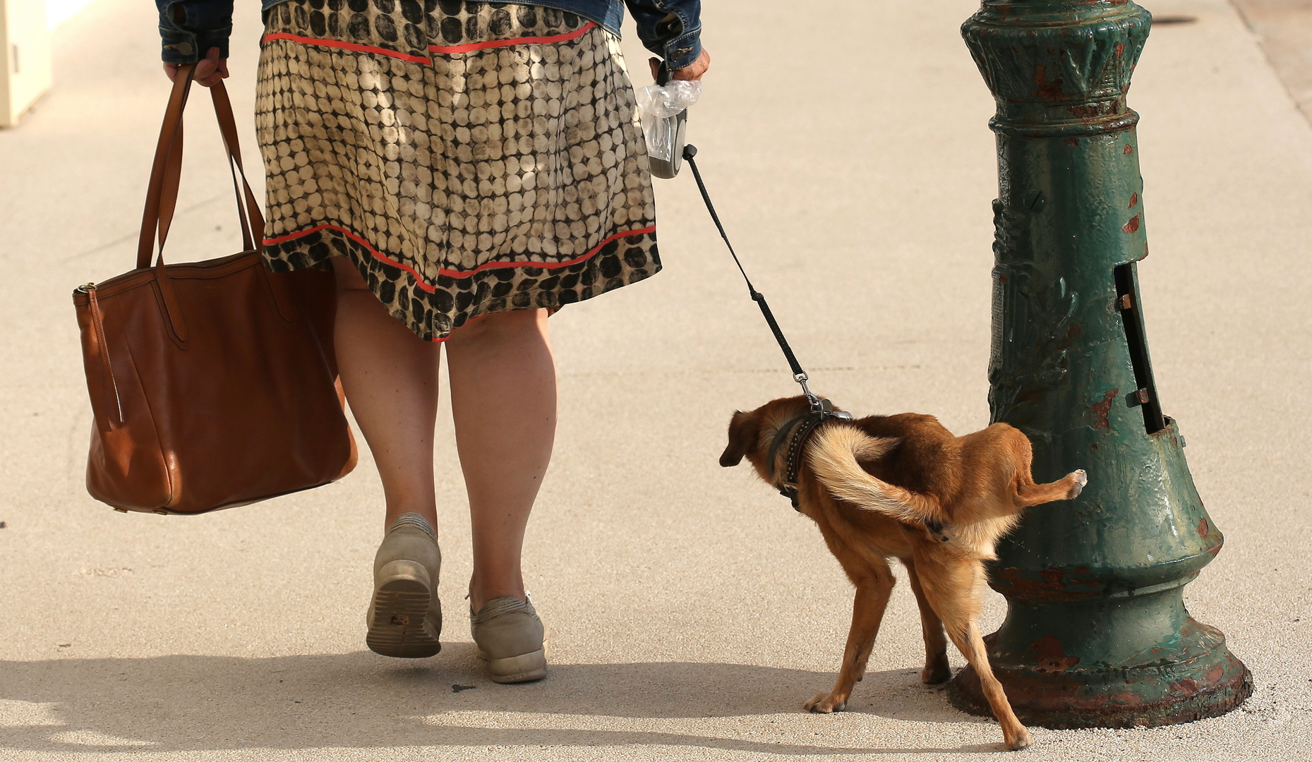 Le lampadaire Foto & Bild | tiere, haustiere, hunde Bilder auf ...