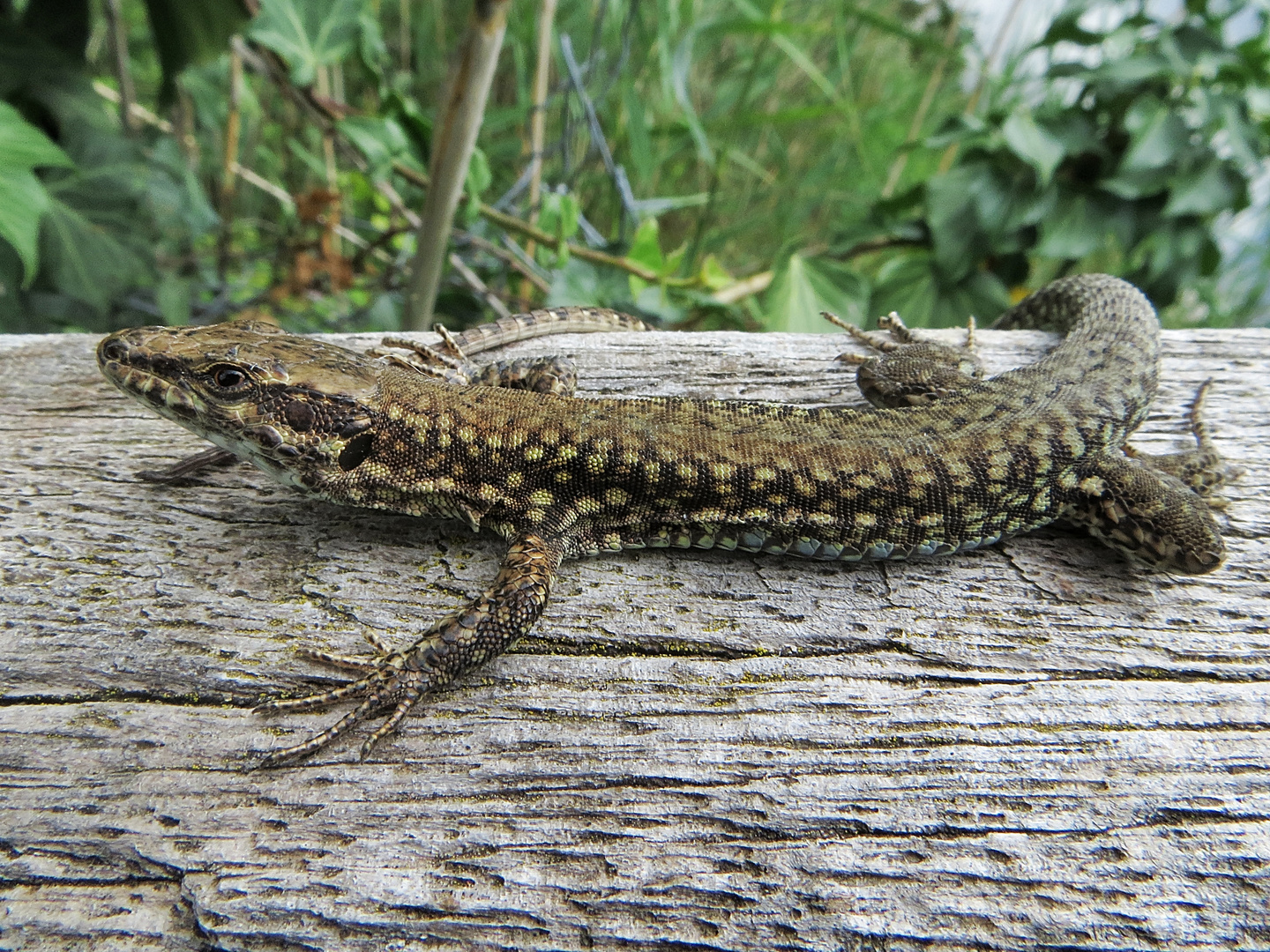 le lézard ! photo et image | nature Images fotocommunity