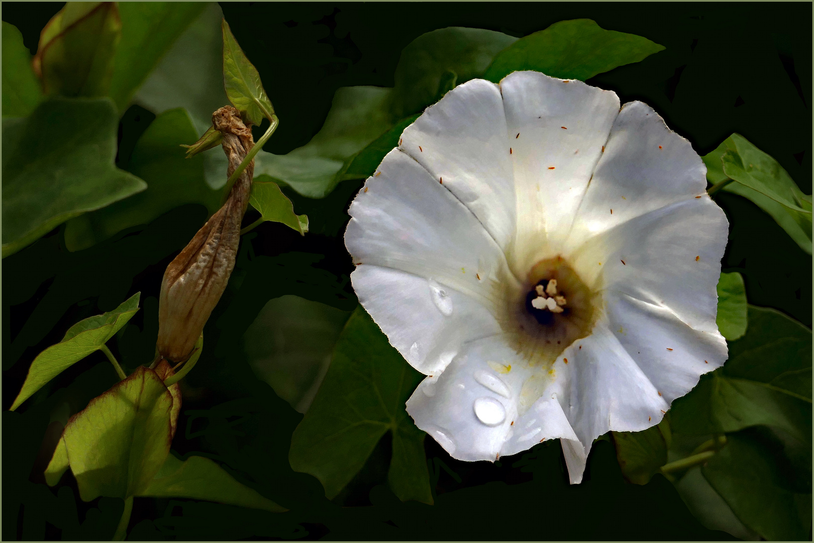 le liseron , un symbole de l art déco .... Foto % Immagini| italy ...