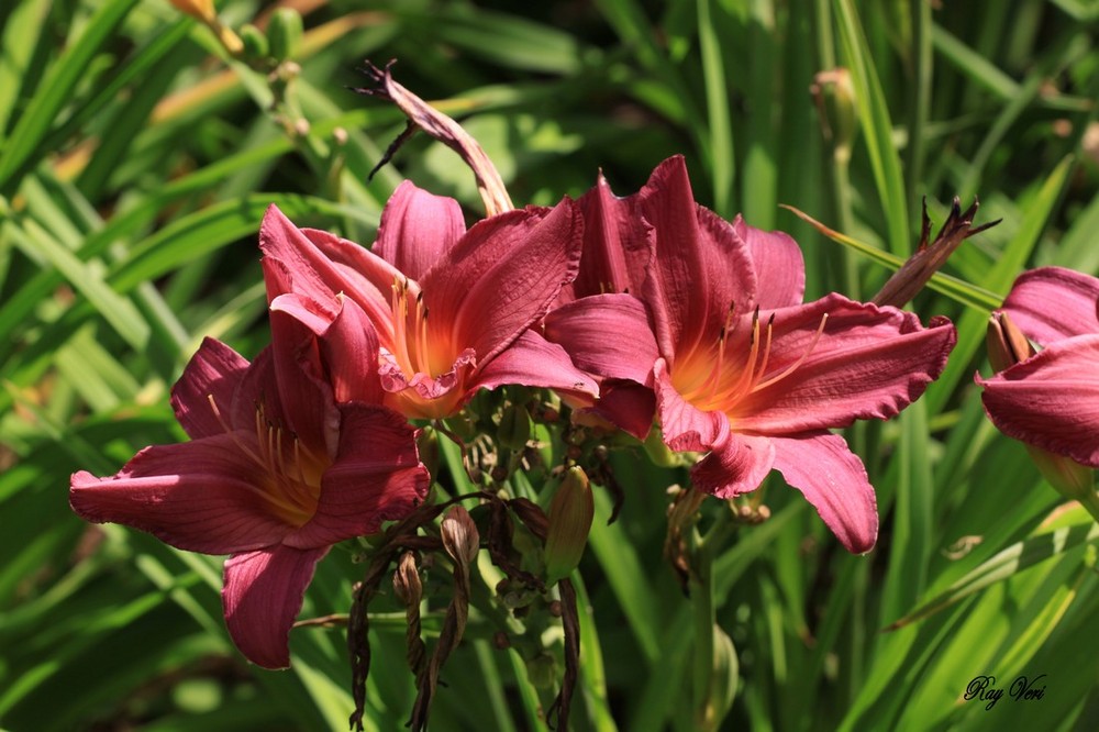 le Lys photo et image | plantes, champignons & lichens, fleurs ...