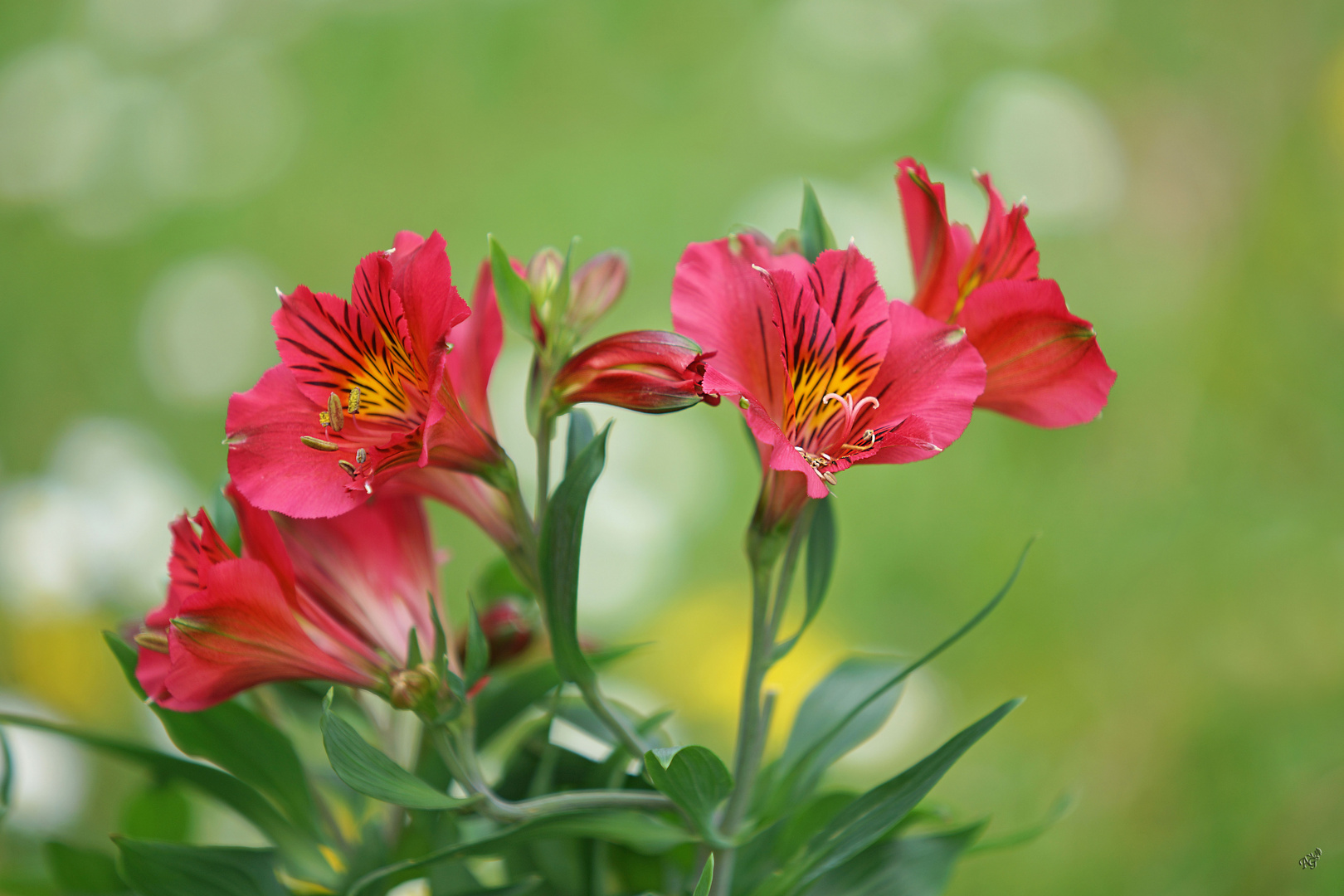Le lys des Incas photo et image | macro nature, macro fleurs, fleurs et ...