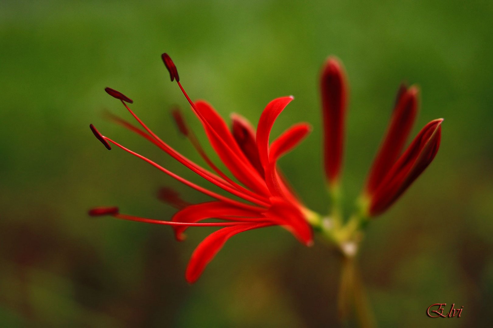Le Lys rouge photo et image | fleurs, fleurs , nature Images fotocommunity