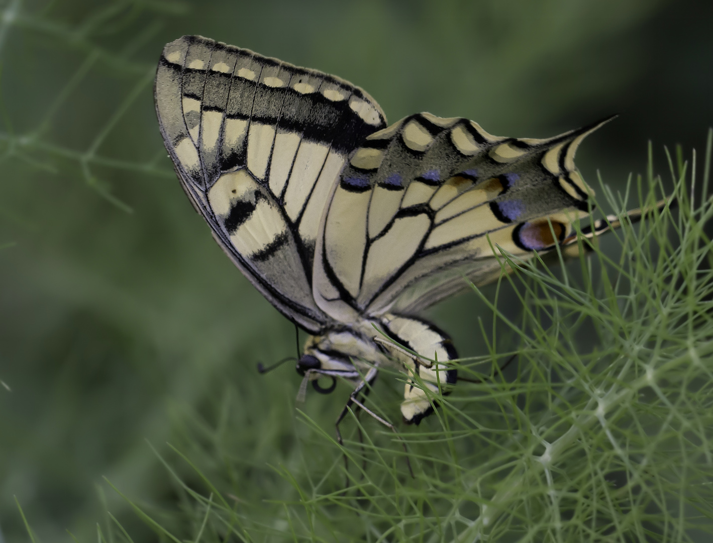 Le machaon-2 photo et image | macro nature, macro insectes, papillons ...