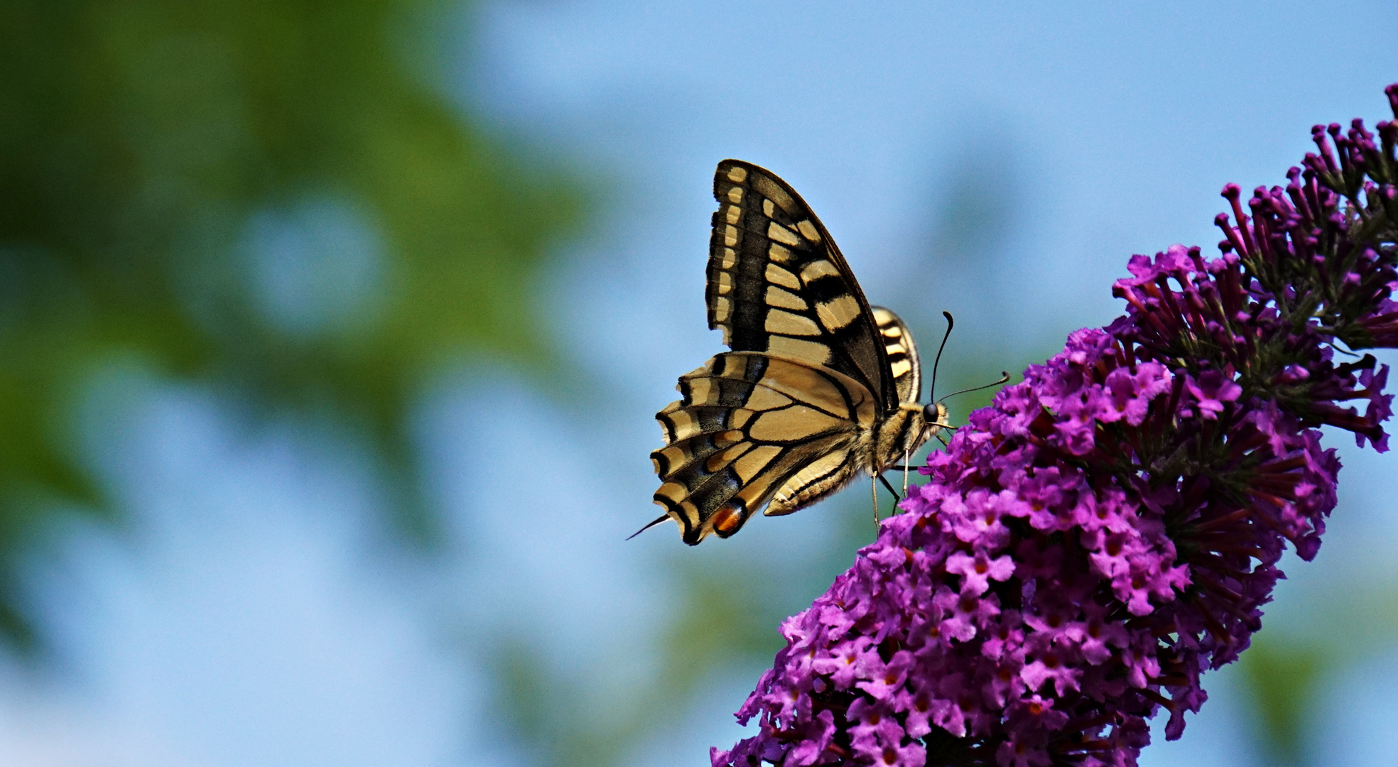 Le Machaon..... photo et image | macro nature, macro insectes ...