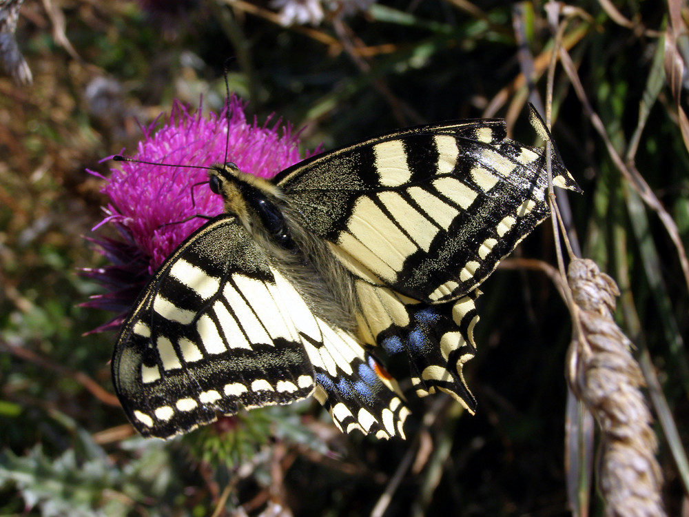 Le machaon photo et image | macro nature, macro insectes, nature Images ...