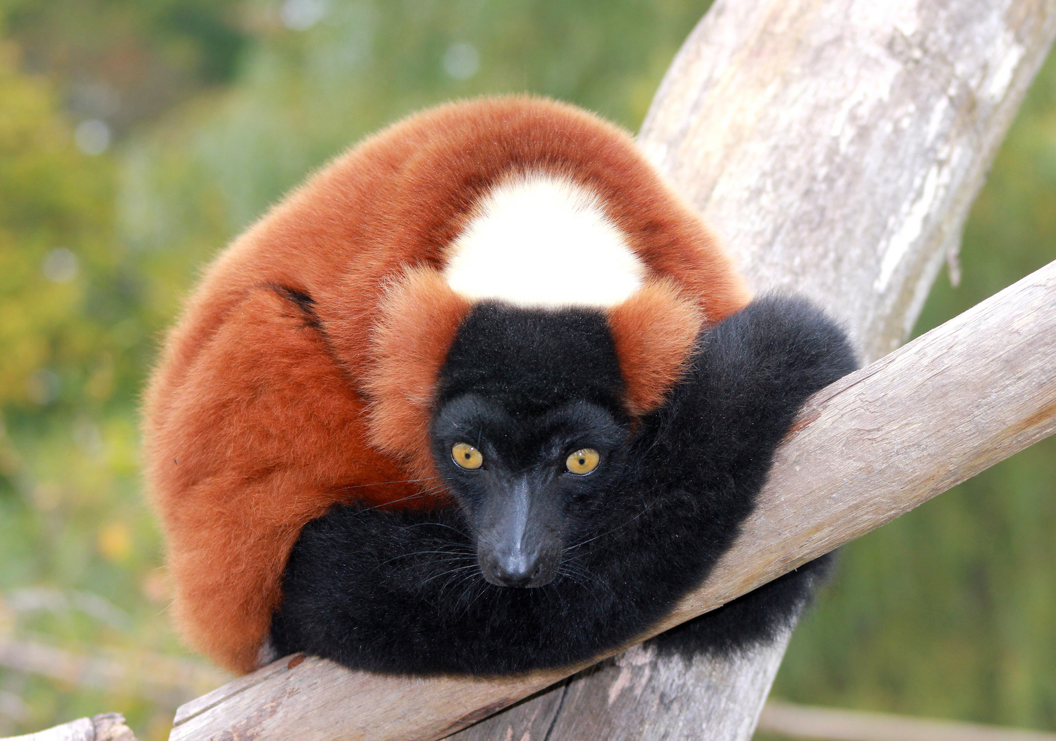 Le Maki Vari roux photo et image | animaux, nature Images fotocommunity