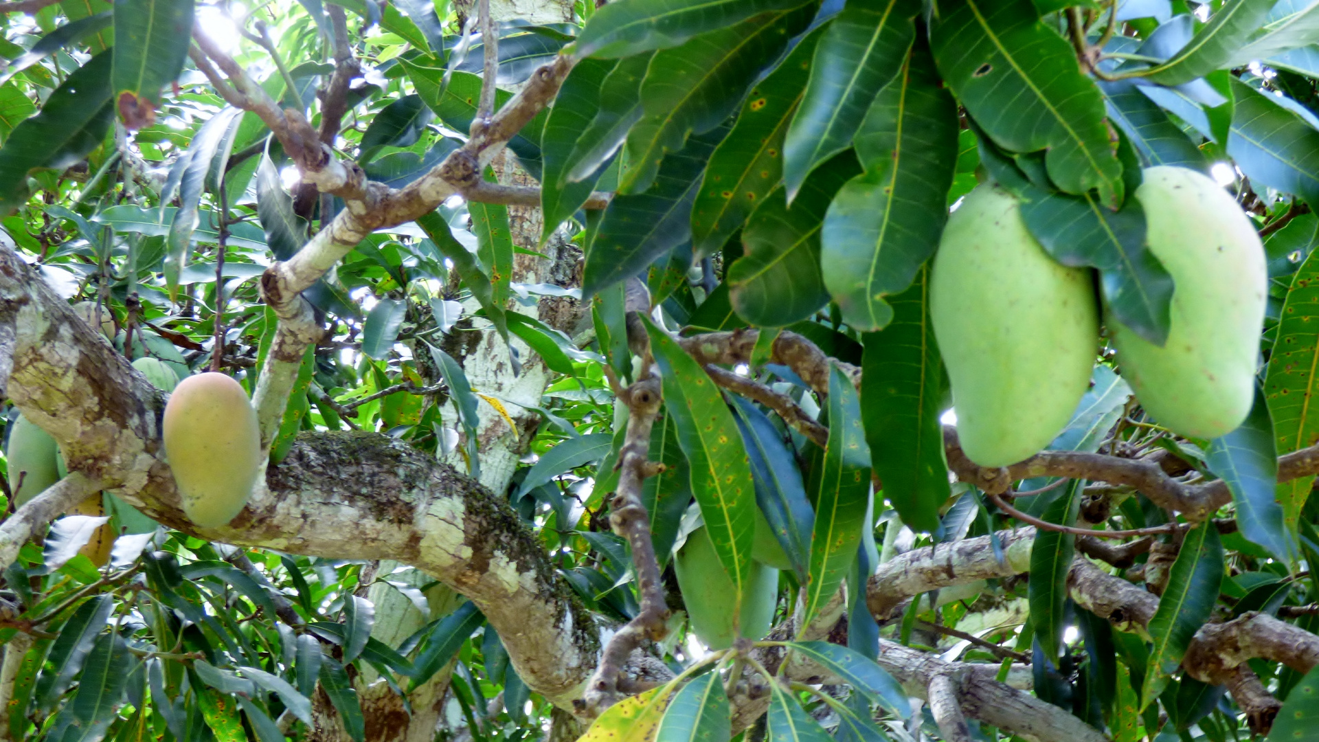 Le manguier photo et image | les saisons, eté, arbres Images fotocommunity