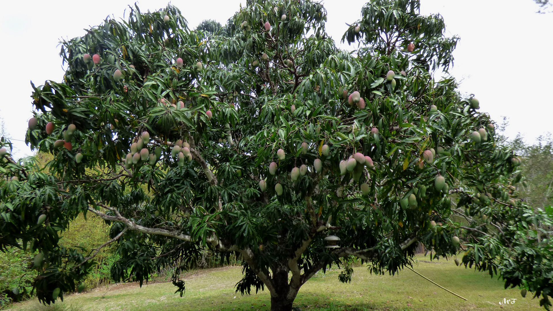 Le manguier photo et image | arbres, les fruits, nouvelle-calédonie ...