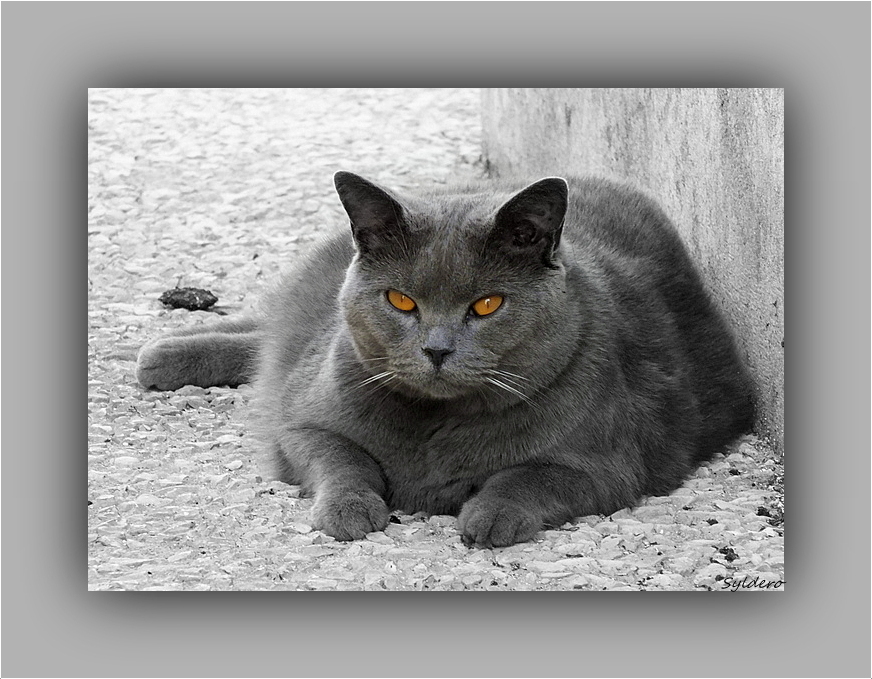 LE MATOU MATE photo et image | animaux, animaux domestiques, chats ...