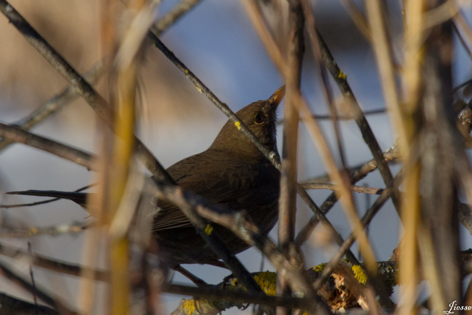 le merle photo et image | animaux, animaux sauvages, oiseaux Images ...