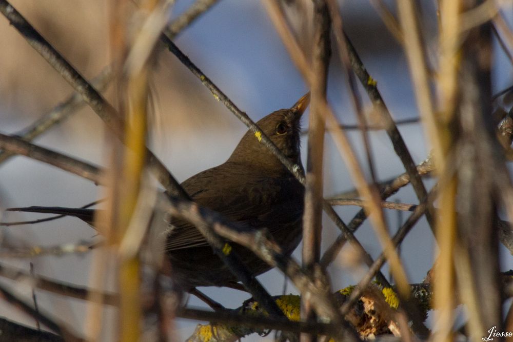 le merle photo et image | animaux, animaux sauvages, oiseaux Images ...