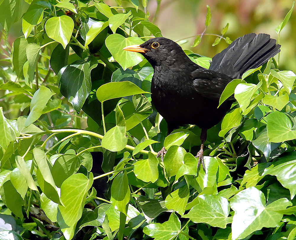 Le merle photo et image | animaux, animaux sauvages, oiseaux Images ...