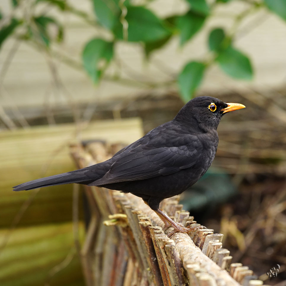 Le merle photo et image | animaux, animaux sauvages, oiseaux Images ...