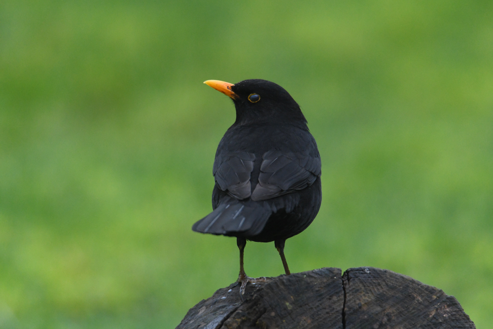 Le merle moqueur photo et image | animaux, animaux sauvages, oiseaux ...