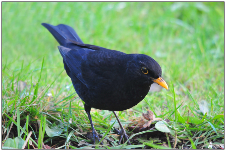 Le merle moqueur photo et image | animaux, animaux sauvages, oiseaux ...