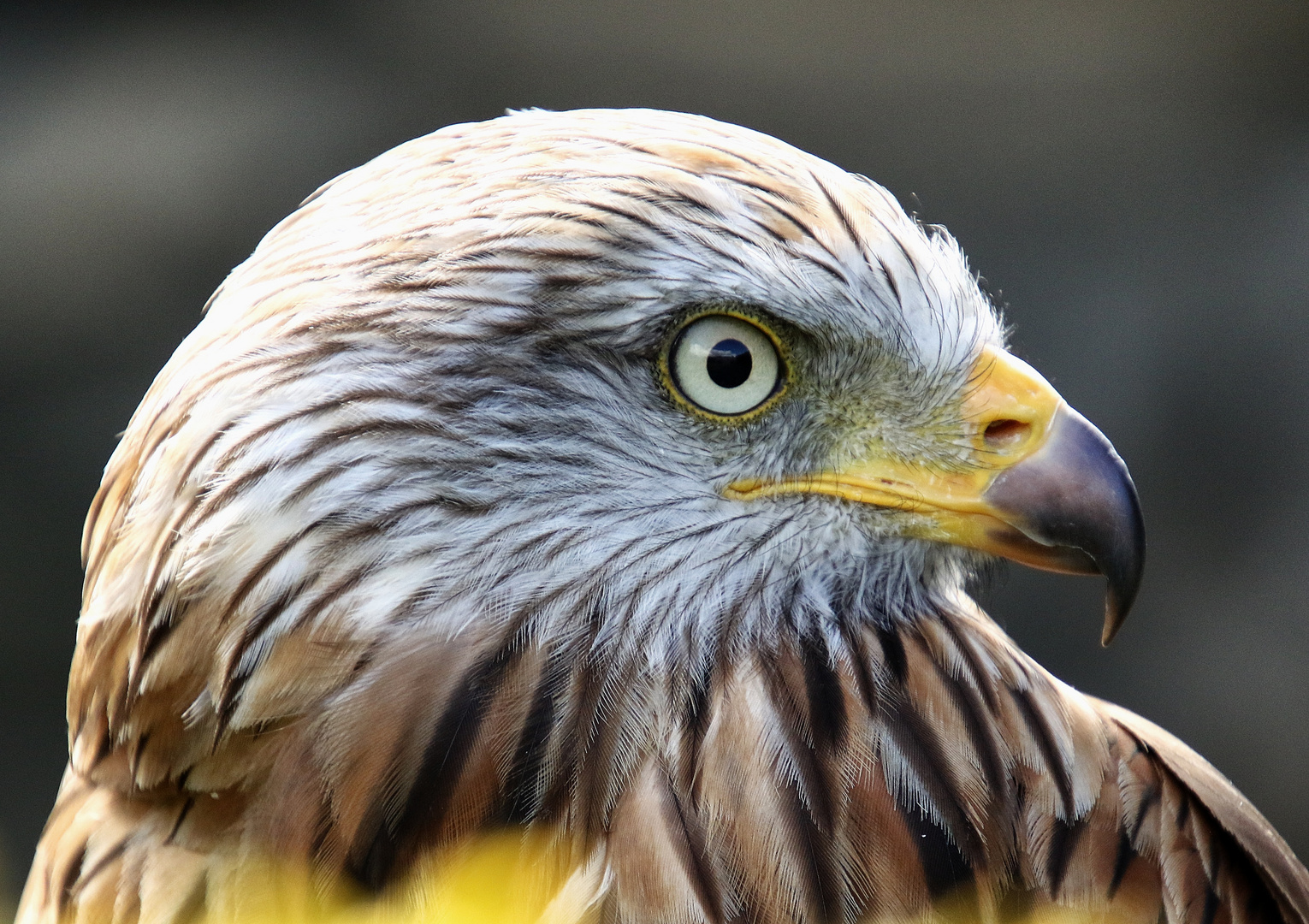 le milan royal ! photo et image | animaux, animaux sauvages, oiseaux ...