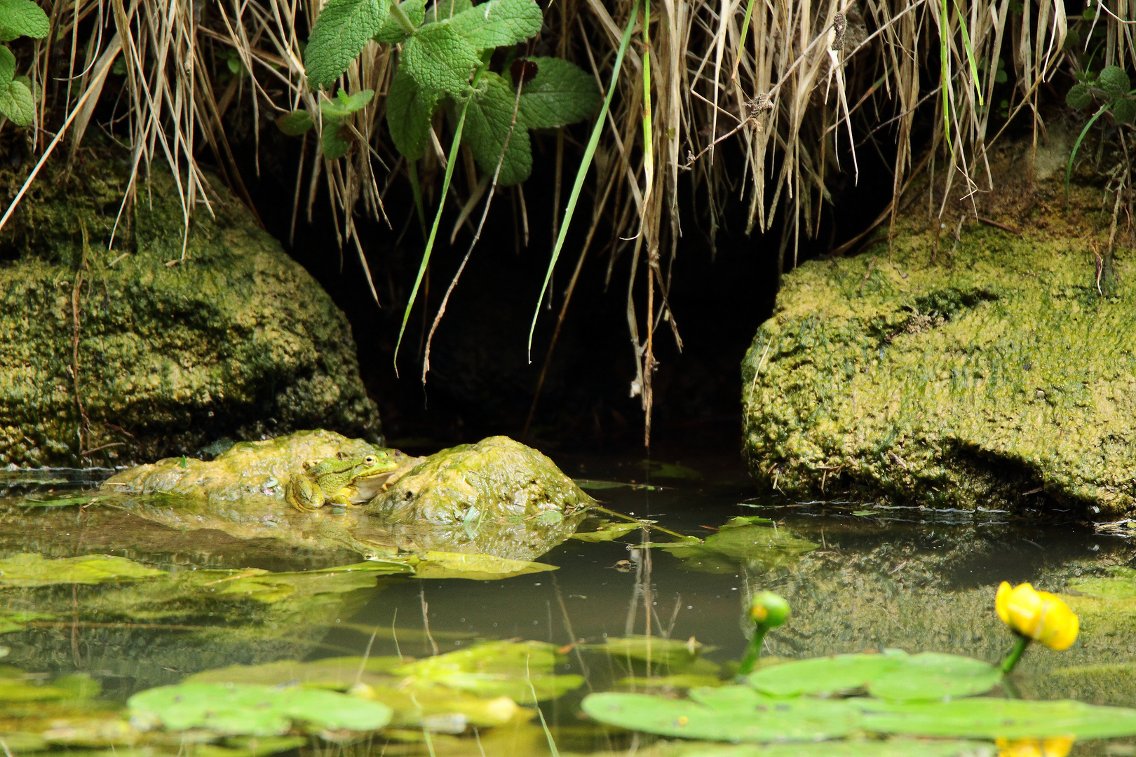 le mimétisme parfait photo et image | animaux, reptiles, amphibiens ...