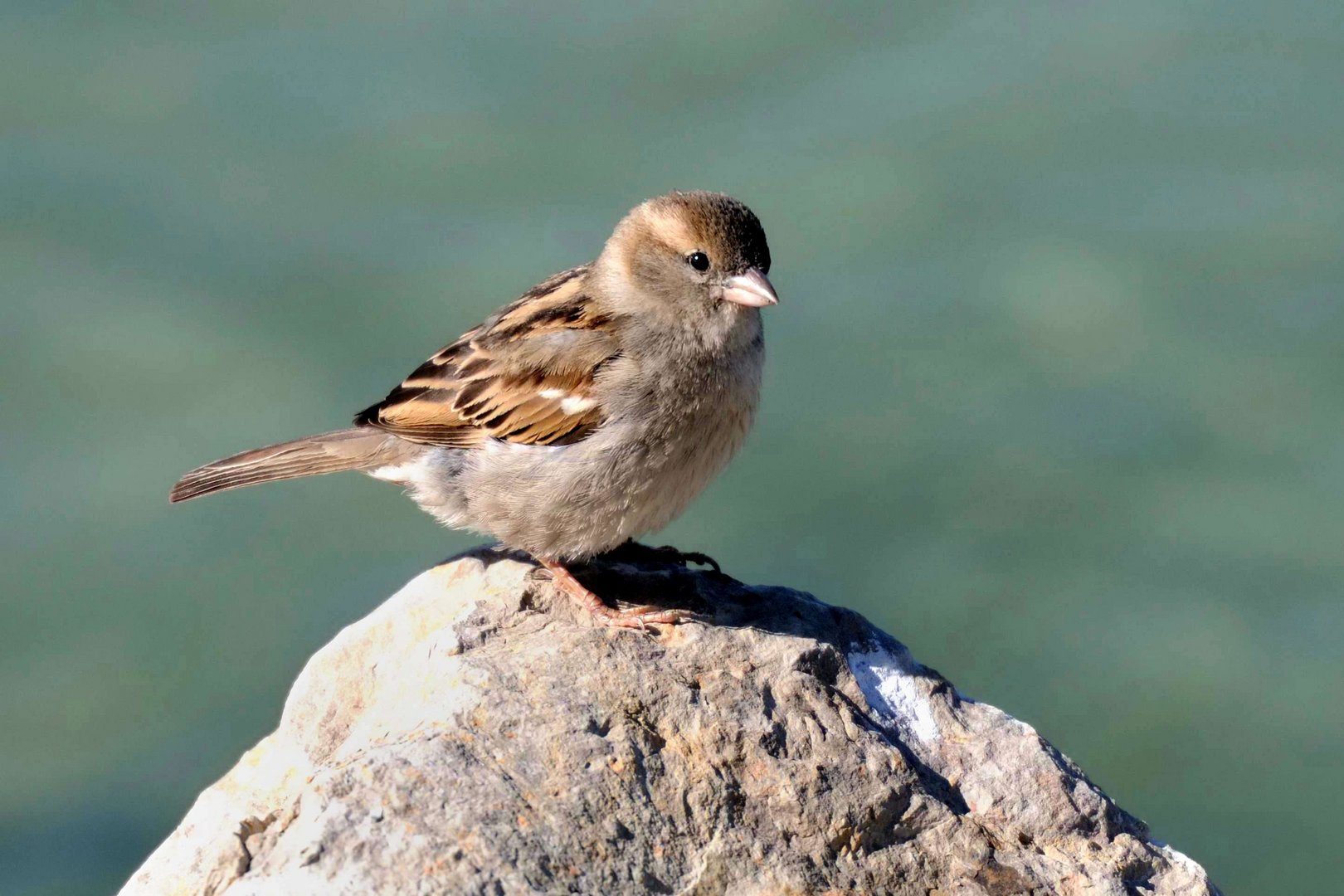 Le moineau ... photo et image | nature, animaux, oiseaux Images ...